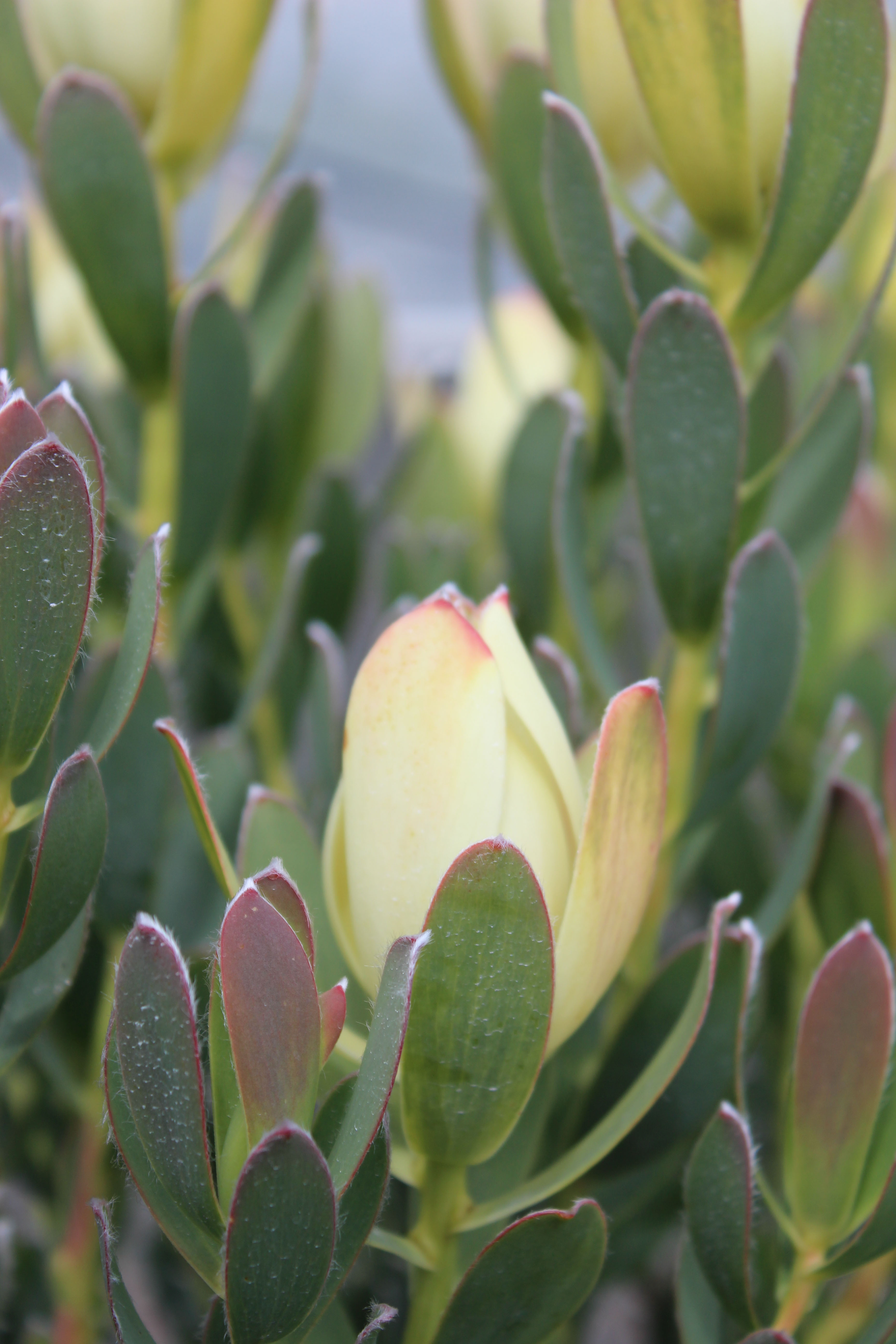 Leucadendron | Ausflora Pacific | Leucadendron Lemon Spice