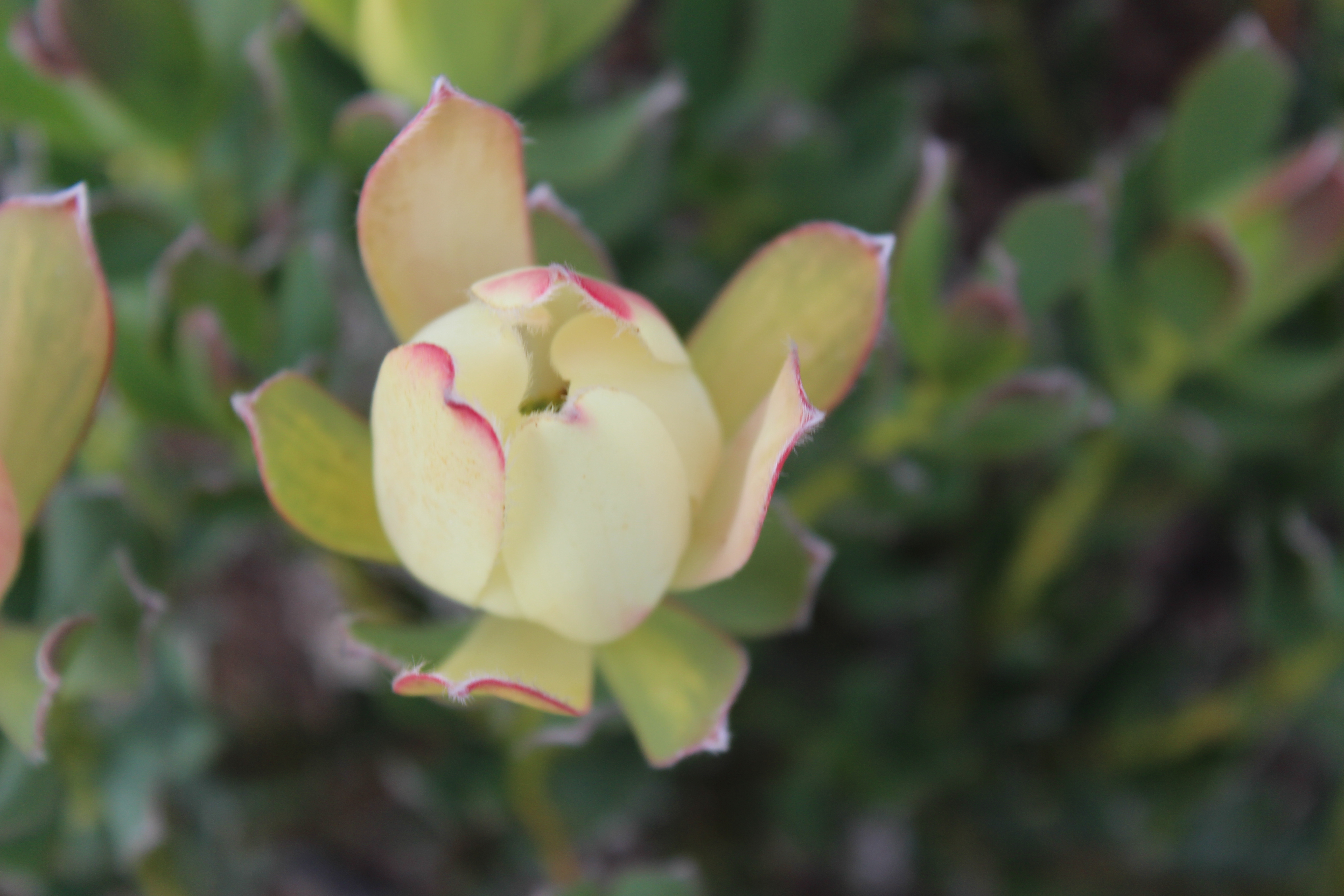 Leucadendron | Ausflora Pacific | Leucadendron Lemon Spice