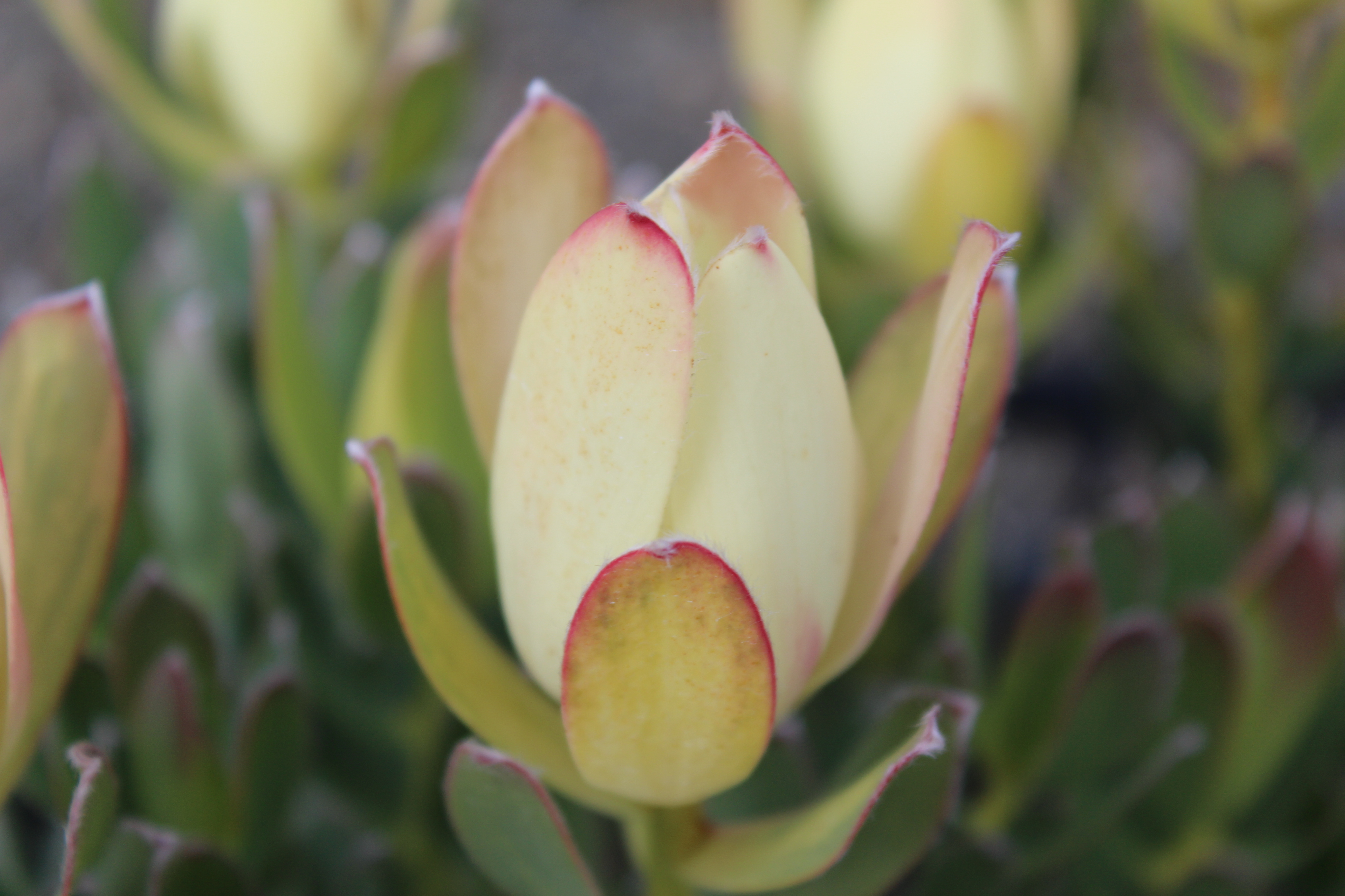 Leucadendron | Ausflora Pacific | Leucadendron Lemon Spice