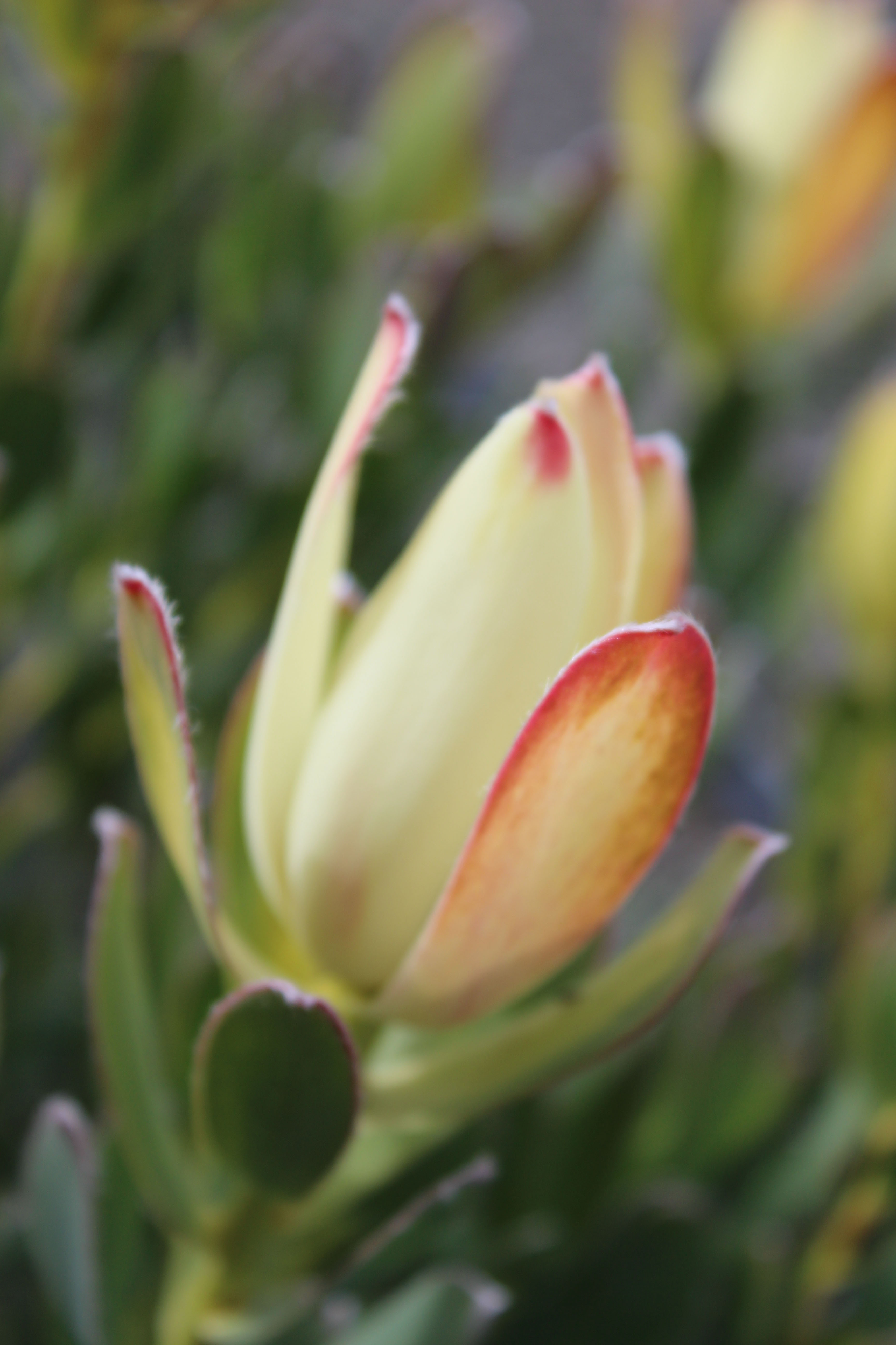 Leucadendron | Ausflora Pacific | Leucadendron Lemon Spice
