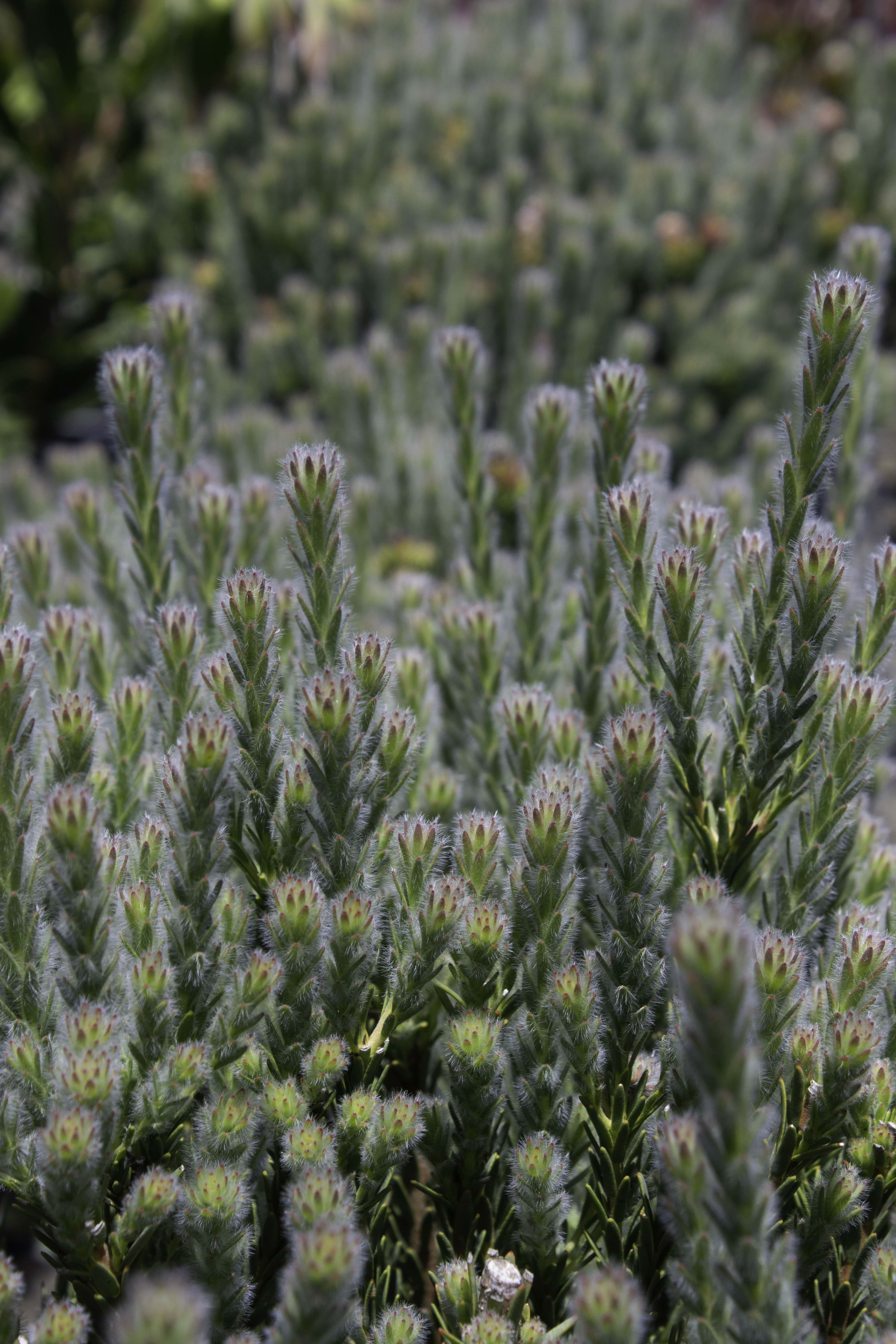 Leucadendron | Ausflora Pacific | Leucadendron Springthyme