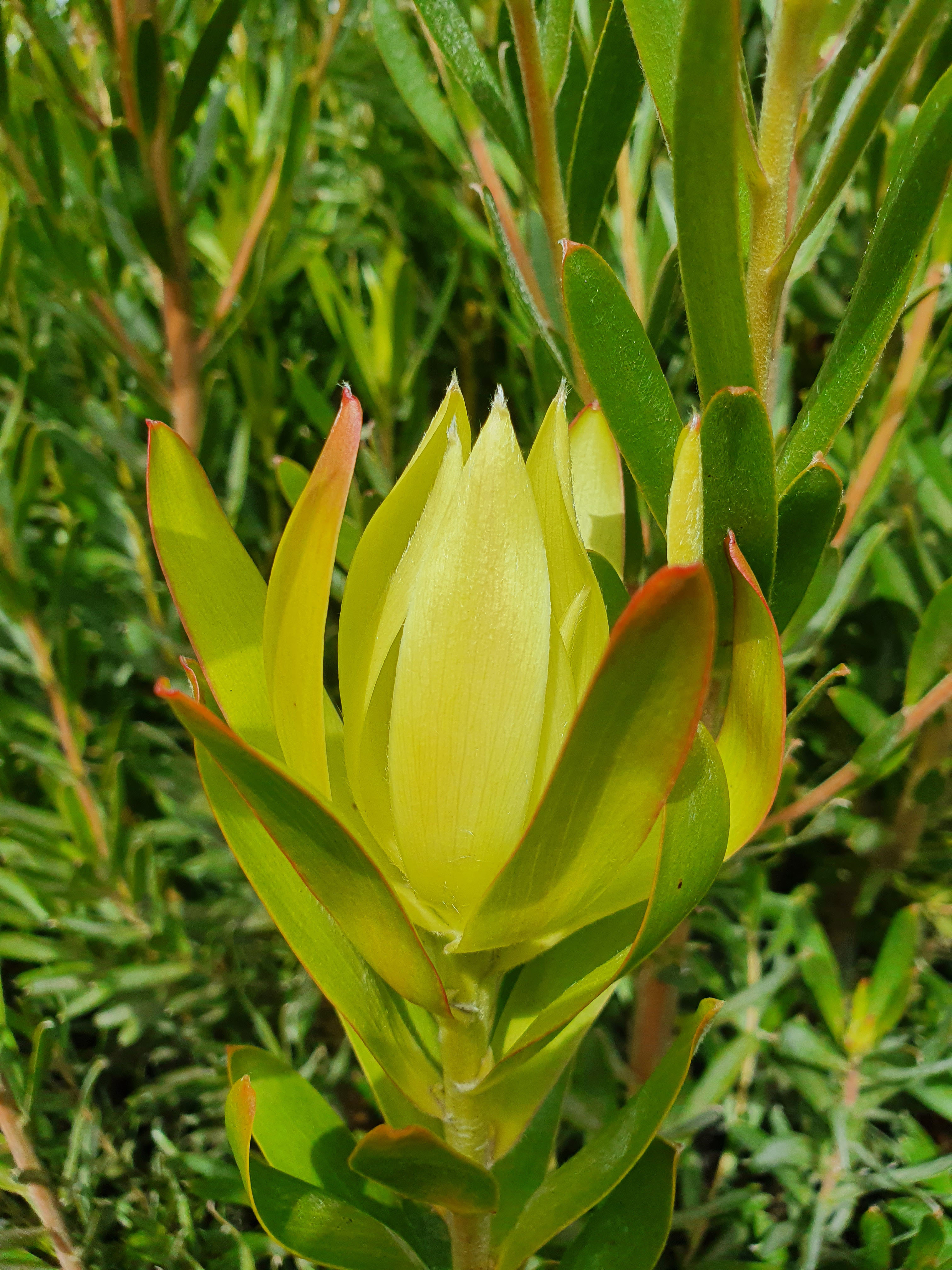 Leucadendron | Ausflora Pacific | Leucadendron Plants