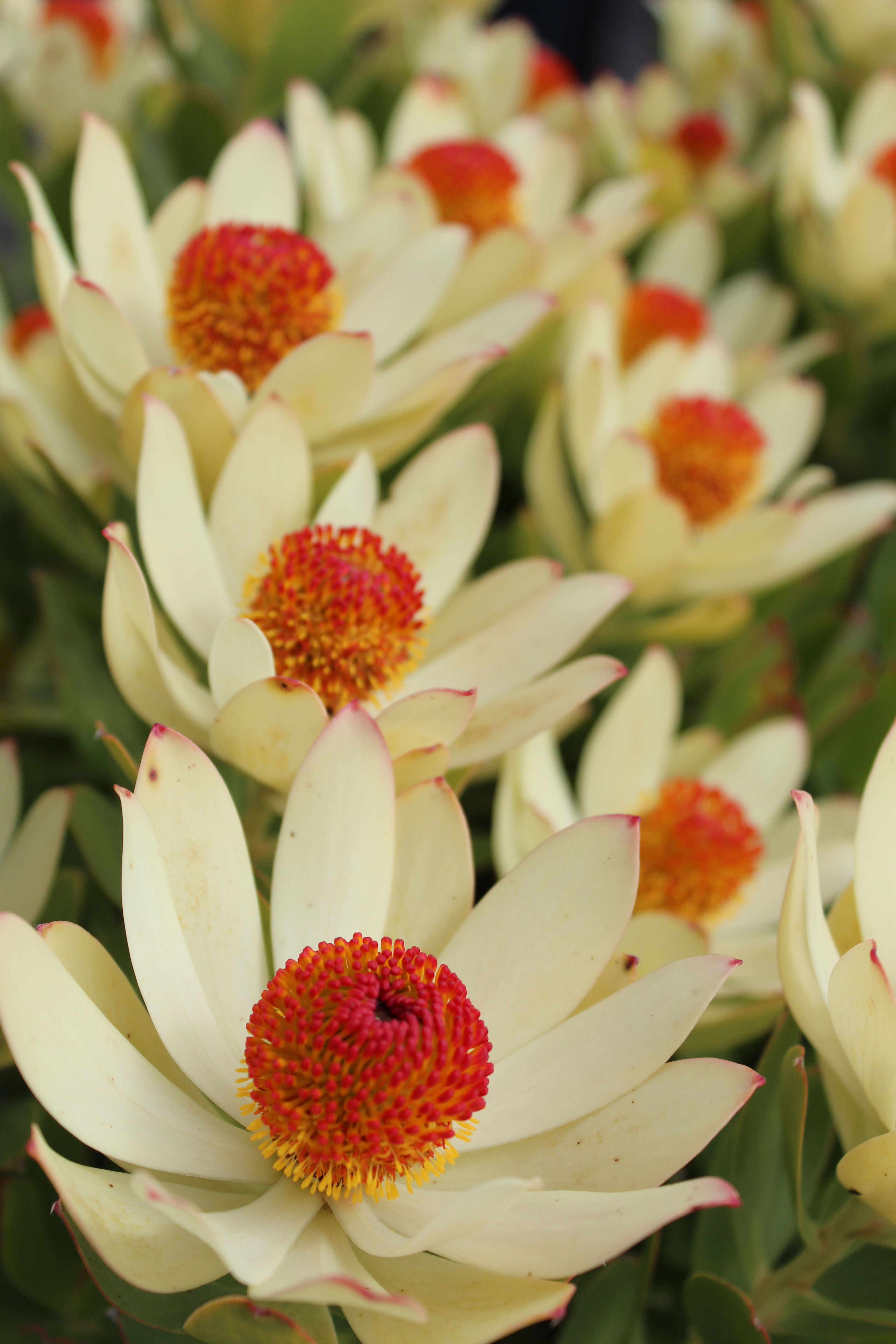 Leucadendron | Ausflora Pacific | Leucadendron Plants