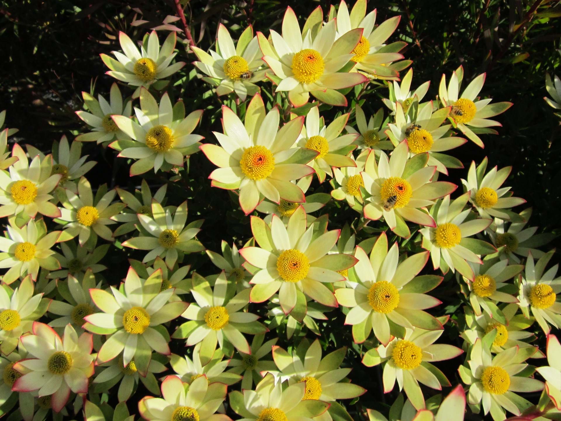 Leucadendron | Ausflora Pacific | Leucadendron Sundance