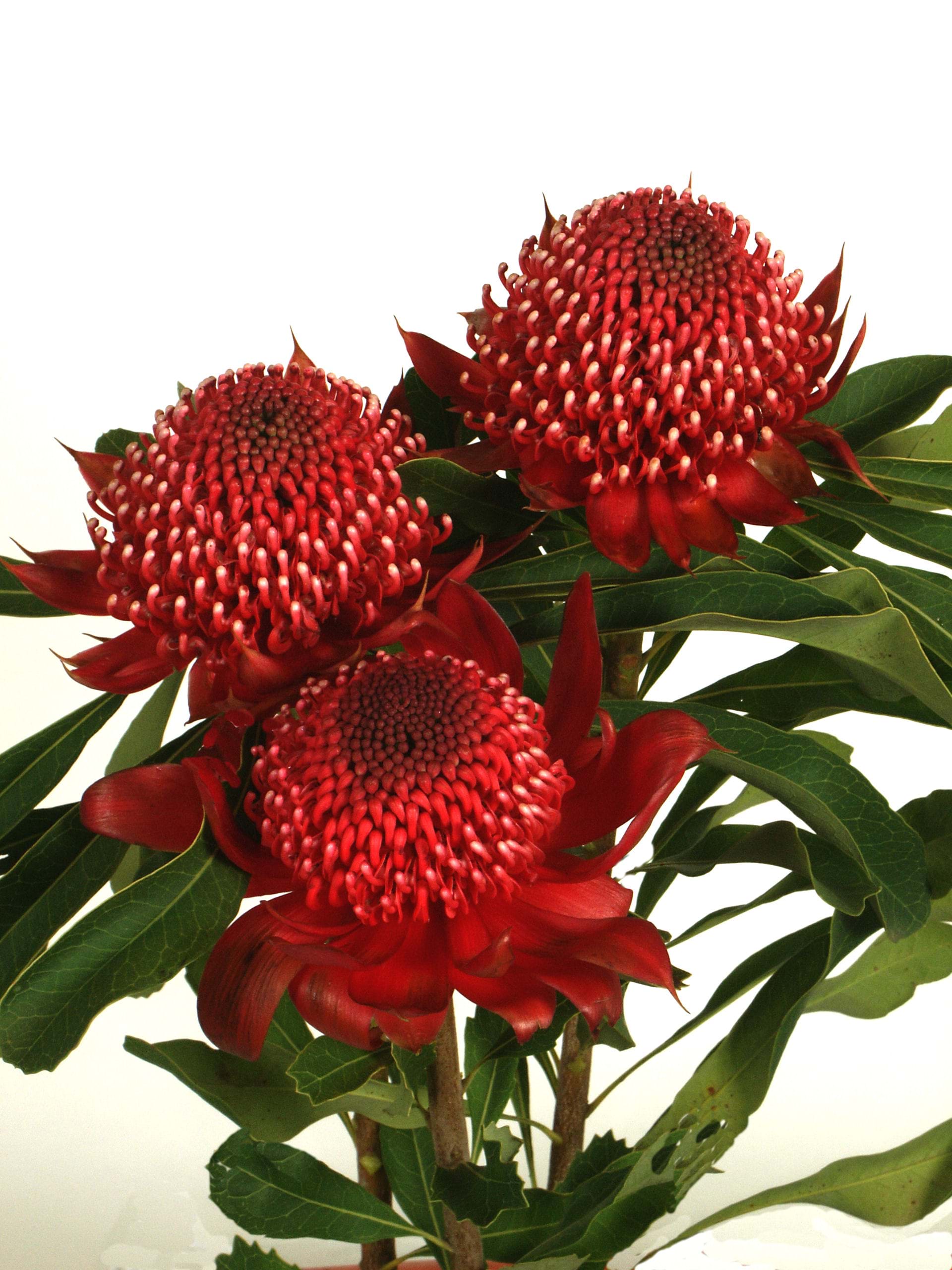 Protea Plants | Ausfora Pacific | Flowers
